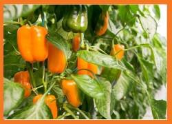 Systemy grzewcze w uprawie szklarniowej lub tunelowej papryki - Szklarnia 24